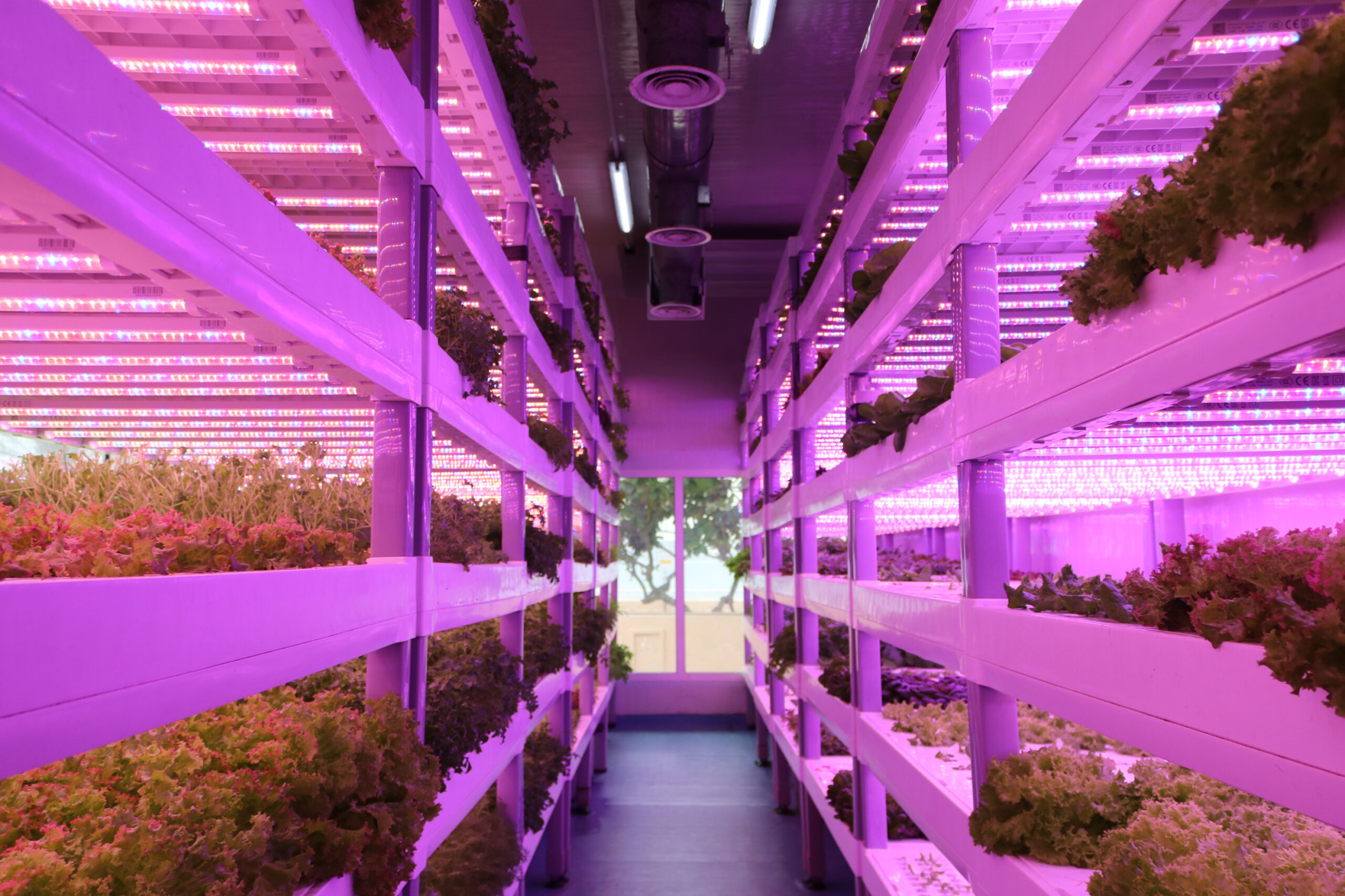 Anantara The Palm Dubai Resort introduces its on-site Hydroponic Farm ...