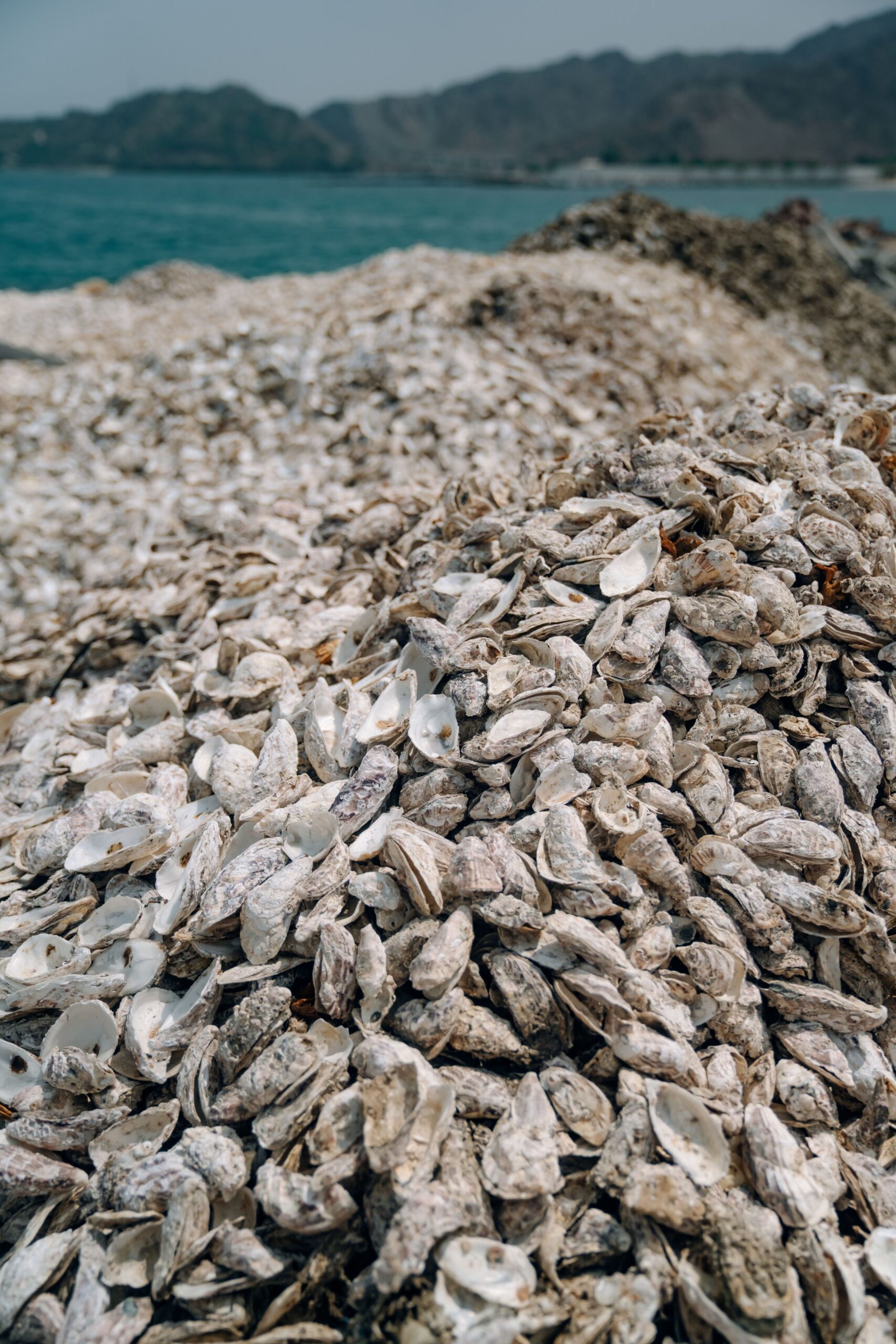 Dibba Bay launches Oyster Reef Creation Project