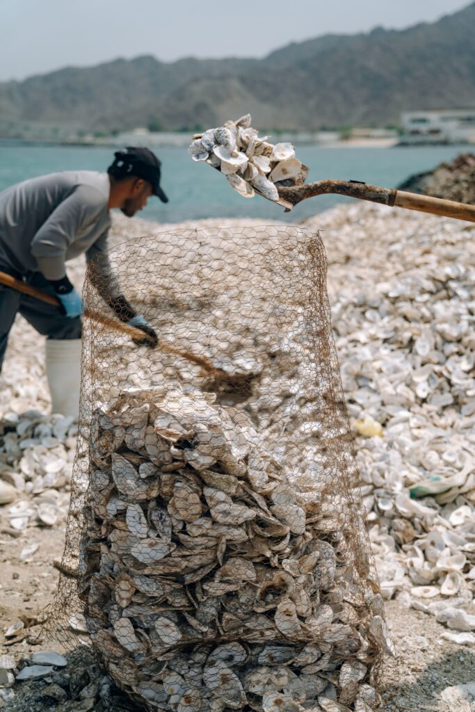 Dibba Bay launches Oyster Reef Creation Project