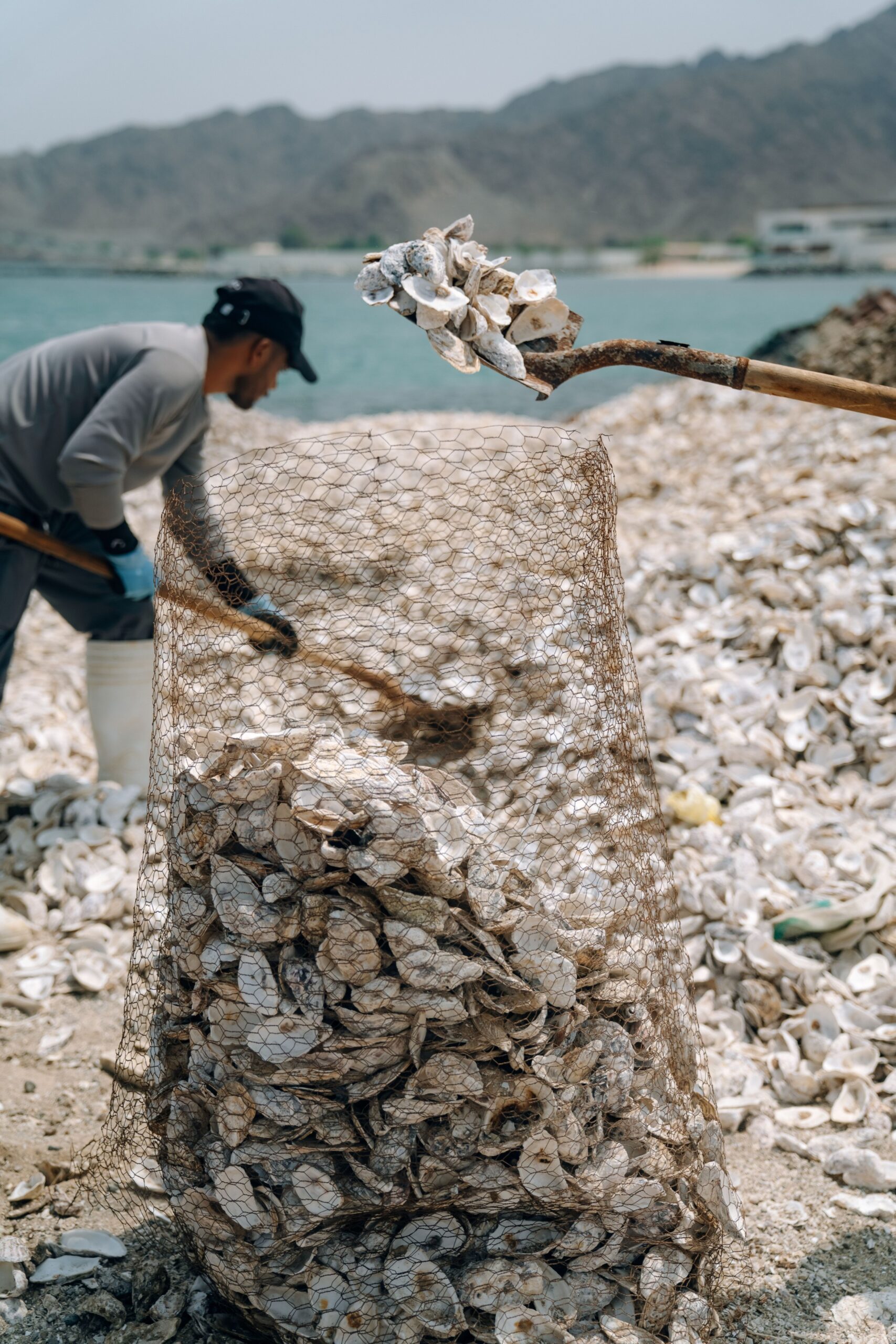 Dibba Bay launches Oyster Reef Creation Project